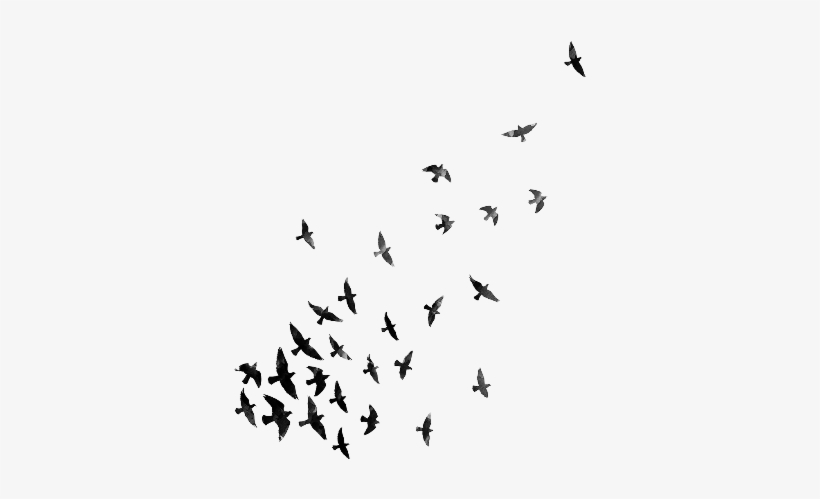 Flying Birds Png - Design PNG Image | Transparent PNG Free Download on ...