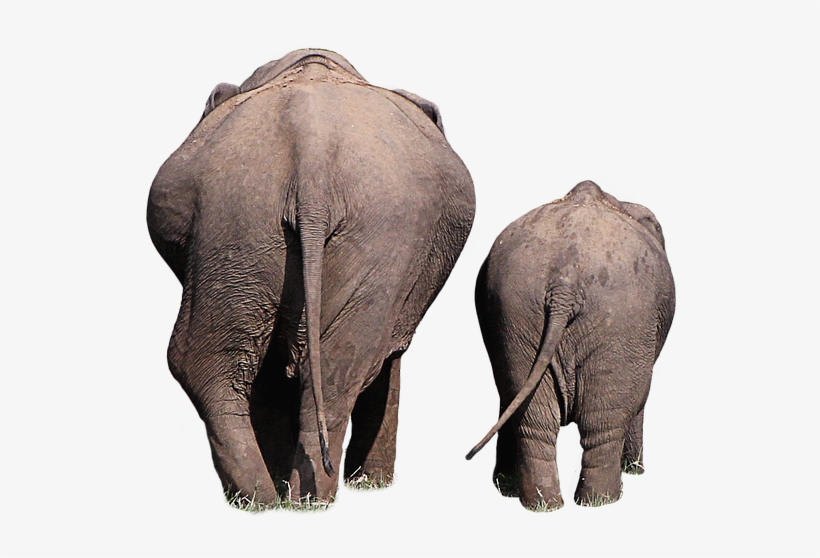 Elephant, Isolated, Move, Back, Rear Wild Animals - Back Of Animals PNG ...