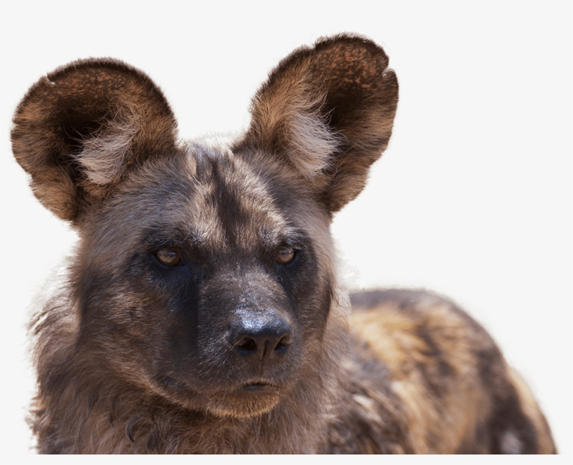 African Painted Dog - Lycaon Pictus PNG Image | Transparent PNG Free ...