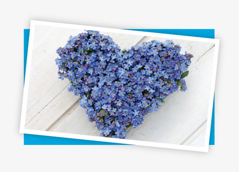 Download Our Team - Alpine Forget-me-not | Transparent PNG Download ...