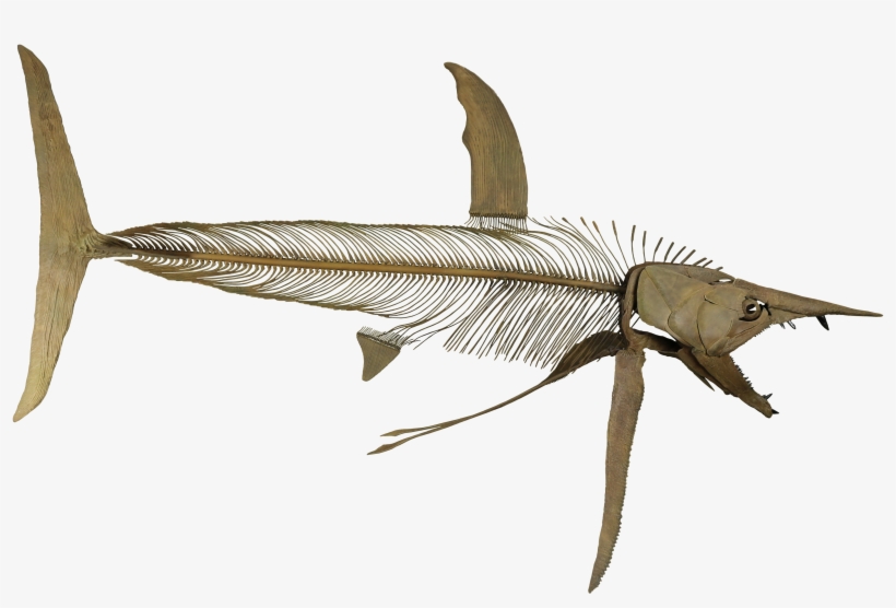 Protosphyraena Scale Protosphyraena Pernicosa - Billfish PNG Image ...