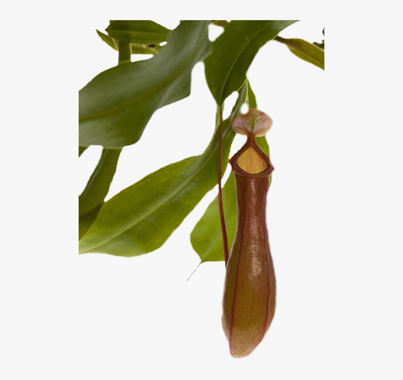 Pitcher Plant Png PNG Image | Transparent PNG Free Download on SeekPNG