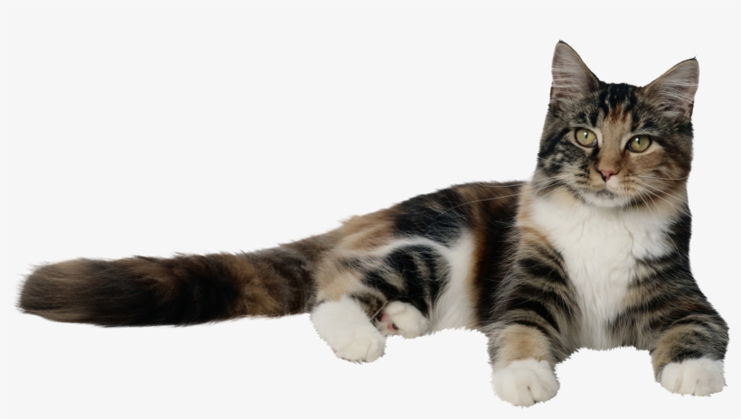 Tabby Cat Png PNG Image | Transparent PNG Free Download on SeekPNG