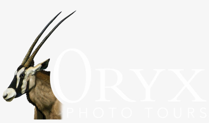 Logo - Gemsbok PNG Image | Transparent PNG Free Download on SeekPNG