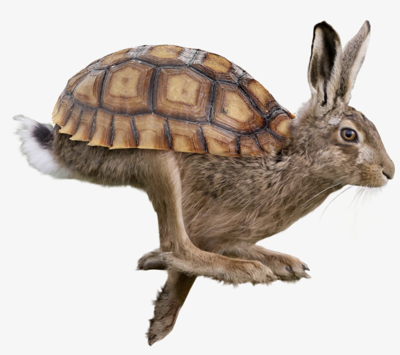 1327 X 1200 1 - Tortoise And The Hare Hybrid PNG Image | Transparent ...