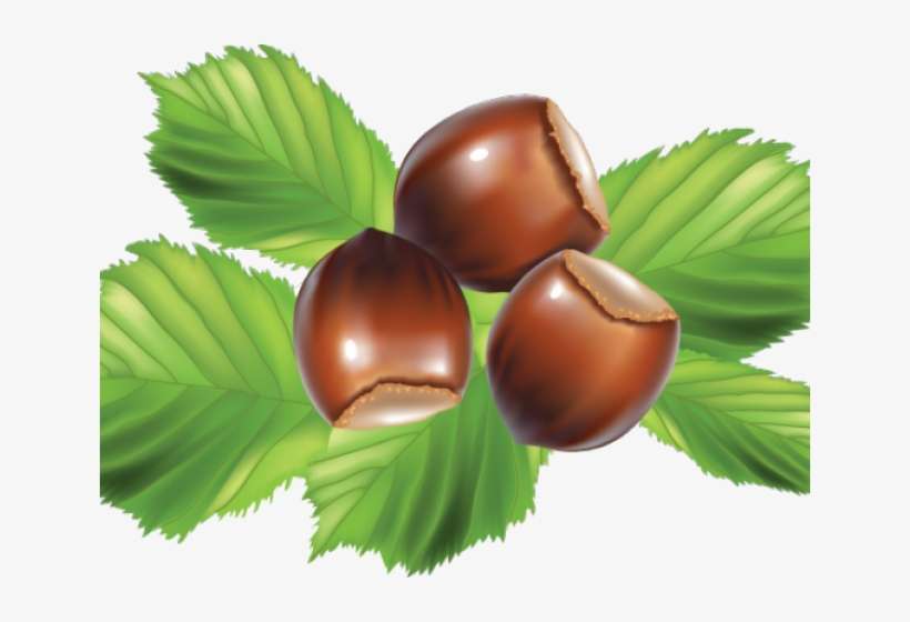 Hazelnuts Clipart PNG Image | Transparent PNG Free Download on SeekPNG