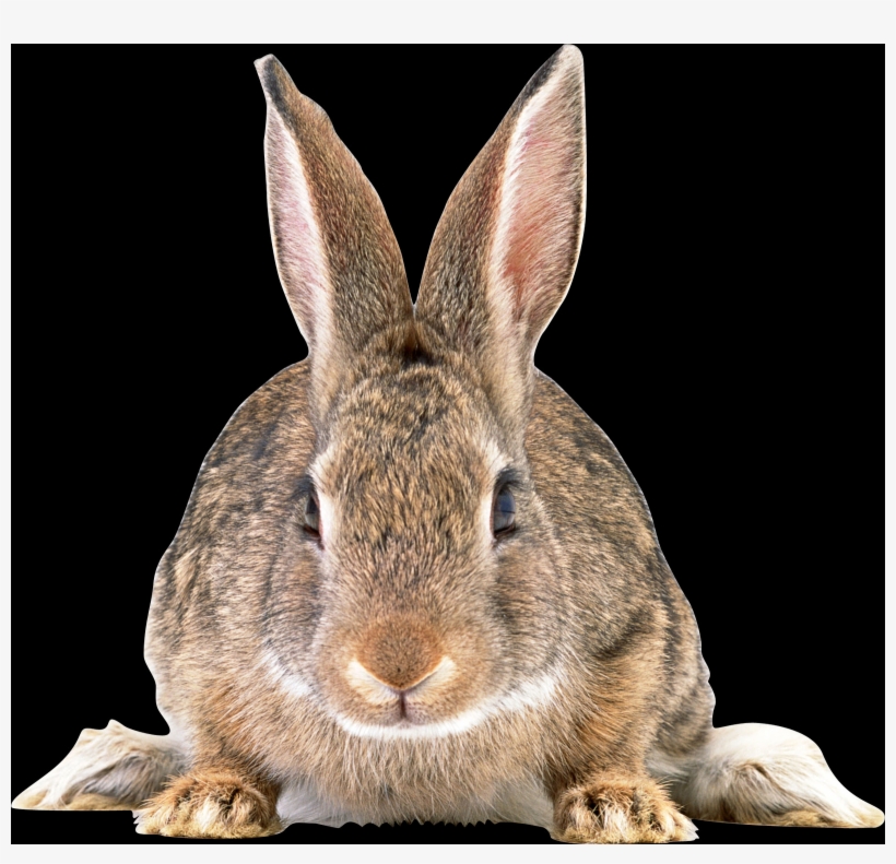 Free Rabbit Png Images - European Common Rabbit Png PNG Image ...