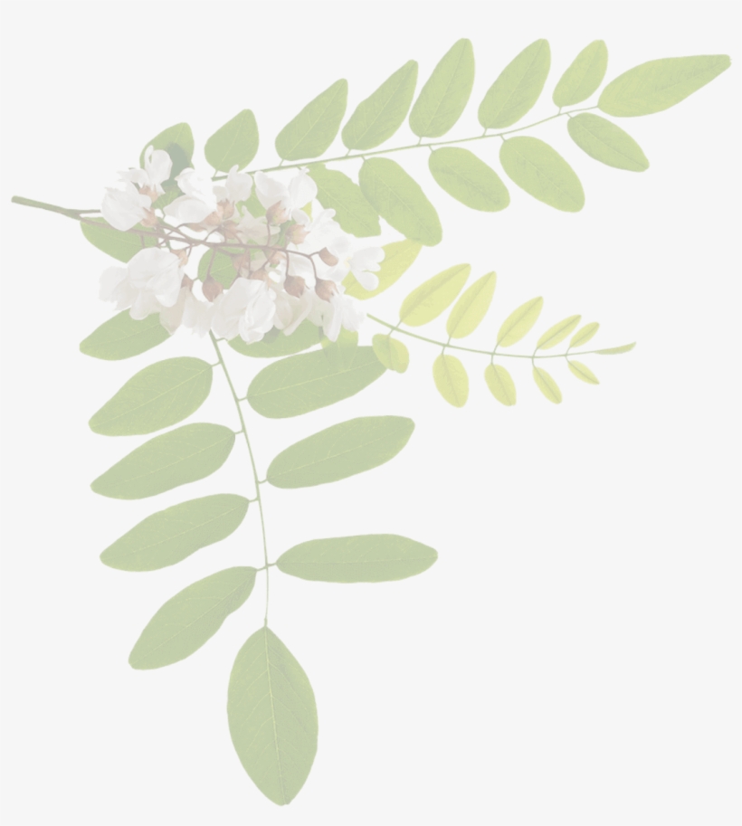 Black Locust Trees - Locust Leaves PNG Image | Transparent PNG Free ...