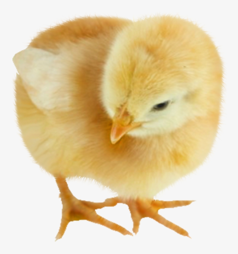 Download Baby Chickens Png Images For Create Picture - Chicken ...