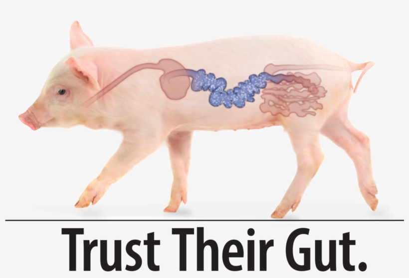 Trust Their Gut - Pig Gut Health PNG Image | Transparent PNG Free ...