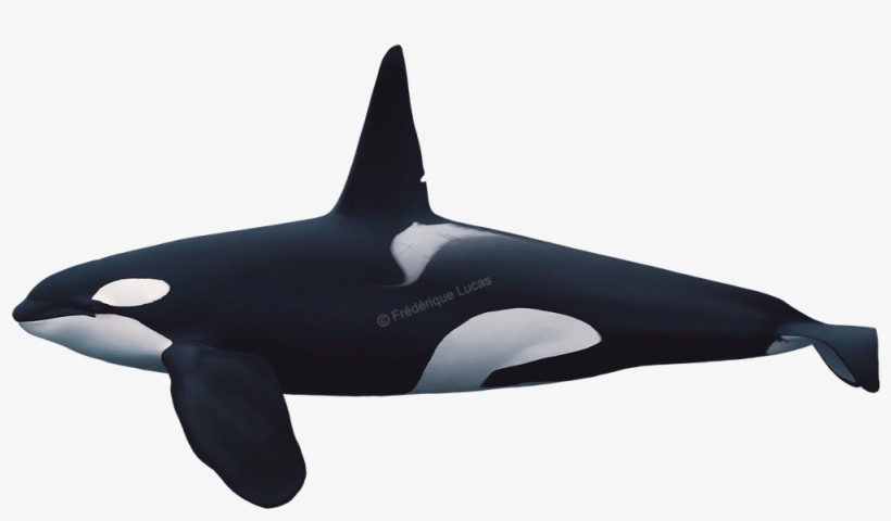 Killer Whales Bull, Cow And Calf - Orca Scientific Illustration PNG ...