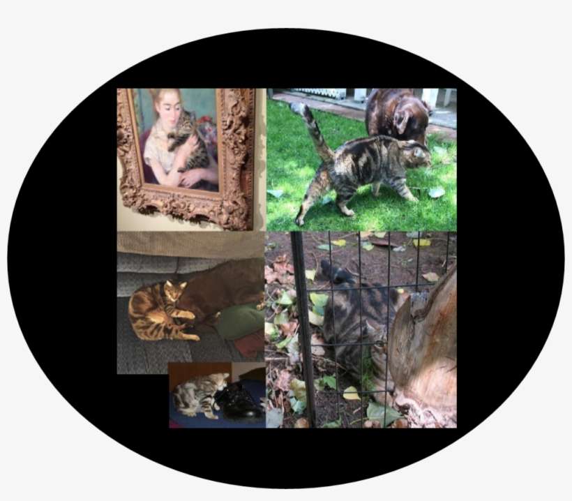Collage PNG Image | Transparent PNG Free Download on SeekPNG