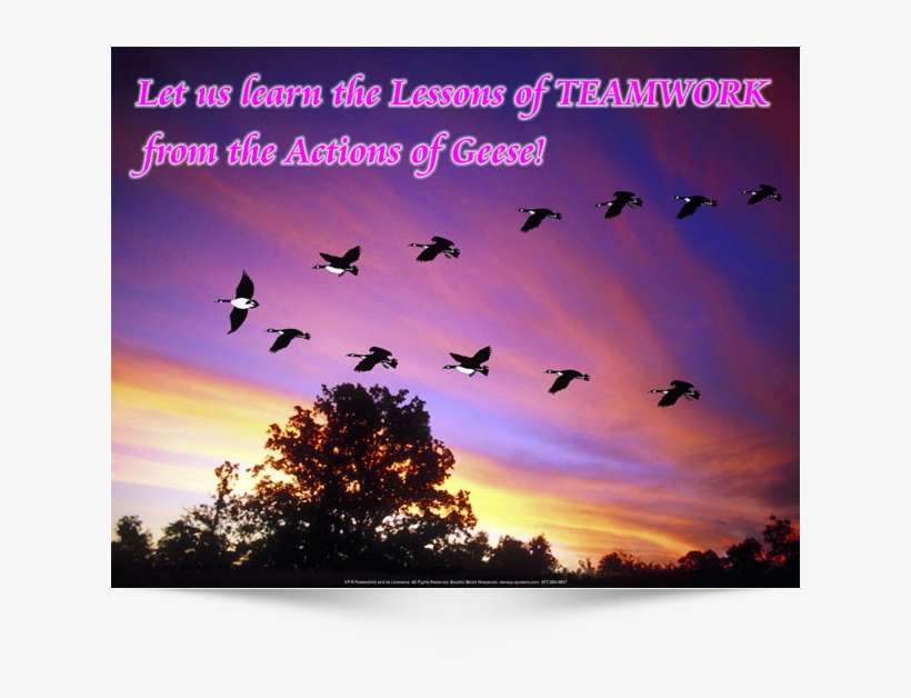 Let Us Learn The Lessons Of Teamwork - Flock PNG Image | Transparent ...