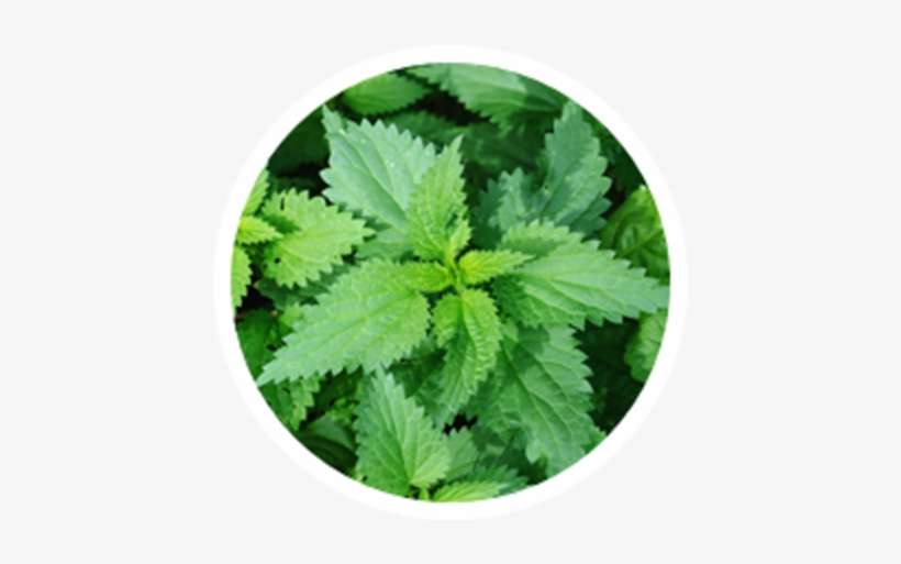 Nettle - Nepeta PNG Image | Transparent PNG Free Download on SeekPNG