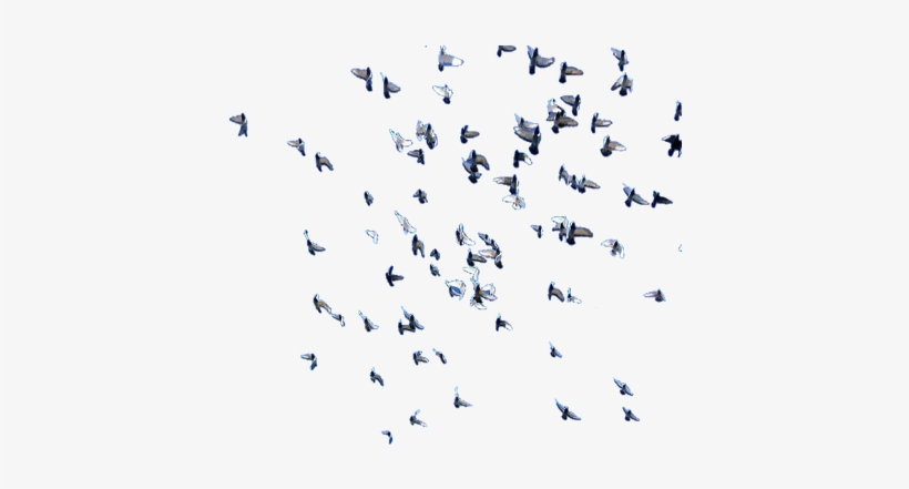 Flock PNG Image | Transparent PNG Free Download on SeekPNG