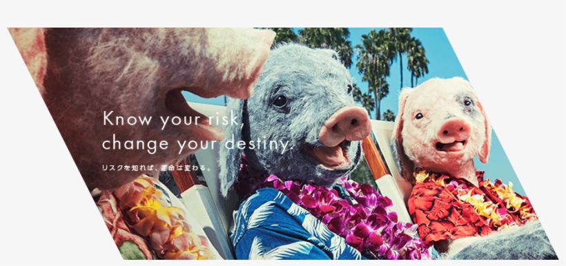 Aig General Insurance “three Little Pigs” - Punxsutawney Phil PNG Image ...