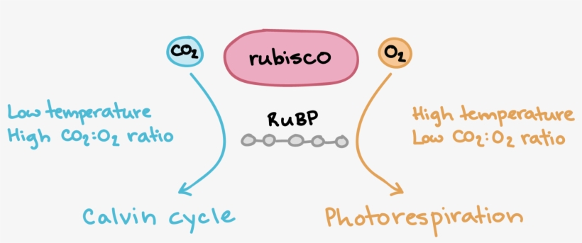 Rubisco Can Bind To Either Carbon Dioxide Or Oxygen - Khan Academy ...