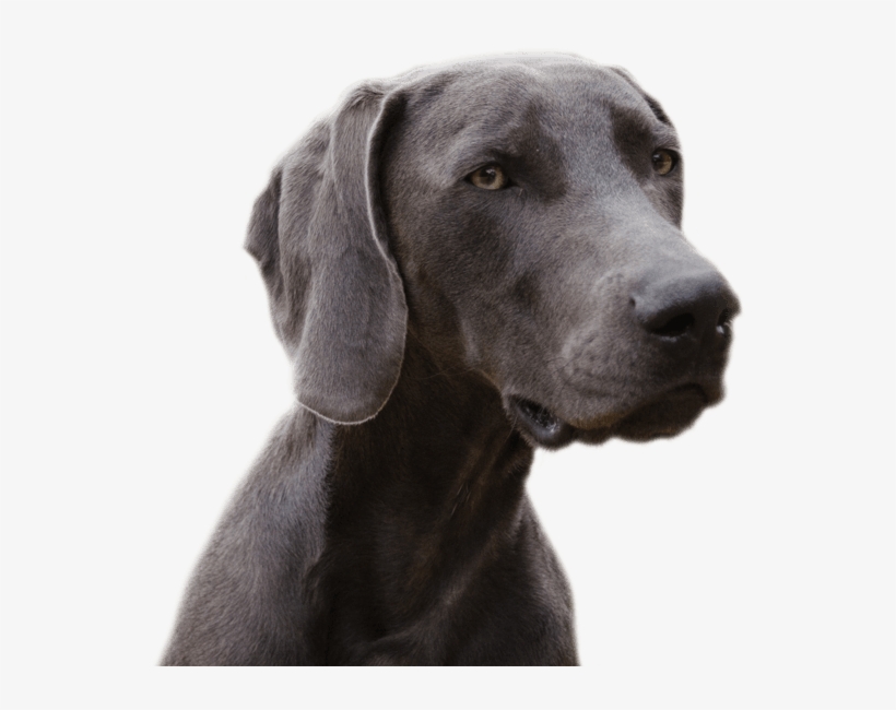 Benefits How The Bathing Beauty™ Is Going To Save You - Weimaraner PNG ...