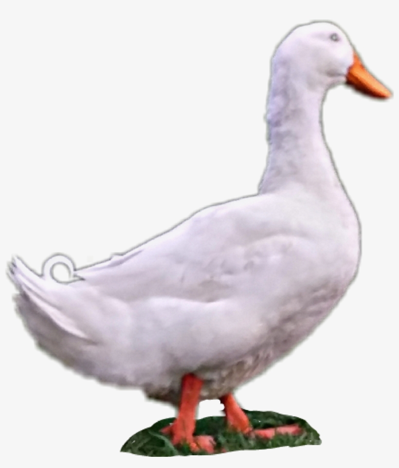 Duck Sticker PNG Image | Transparent PNG Free Download on SeekPNG