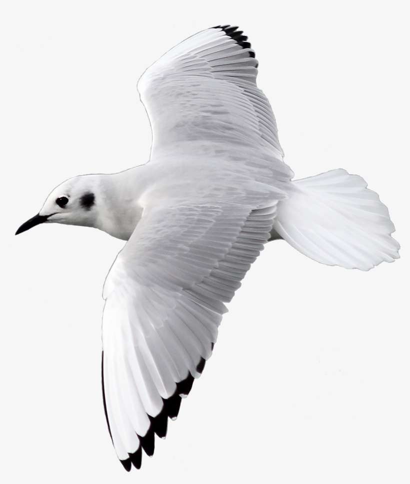 Bird Flying Png PNG Image | Transparent PNG Free Download on SeekPNG