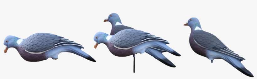 Enforcer Pro Series Pigeon Decoys - Stock Dove PNG Image | Transparent ...