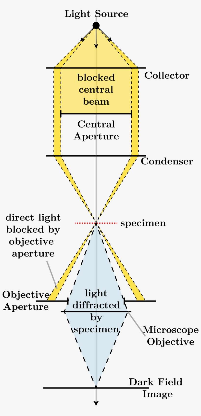 2000px-dark Field Microscope @d - Dark Field Microscopy Diagram PNG ...