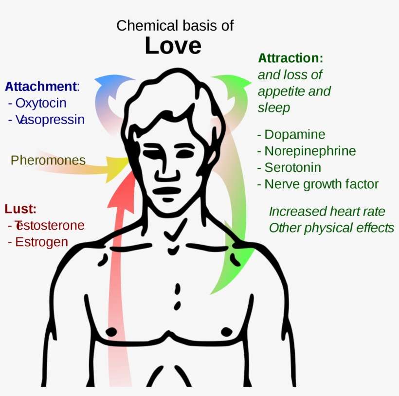 Open - Chemical Basis Of Love PNG Image | Transparent PNG Free Download ...