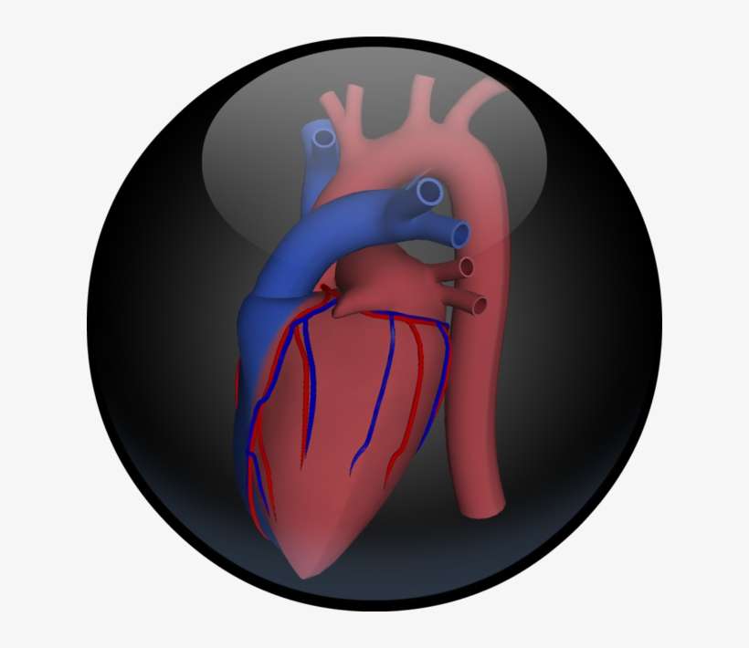 Download 3d Road Map To The Human Heart 12 - Illustration | Transparent ...