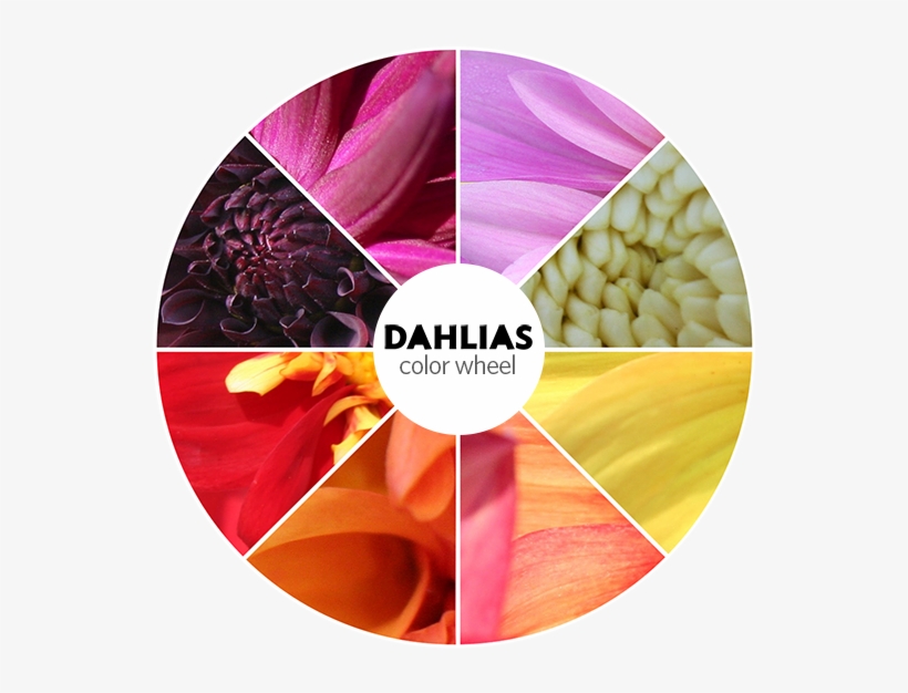 Dahlia Color Wheel - Theory Of Multiple Intelligences PNG Image ...