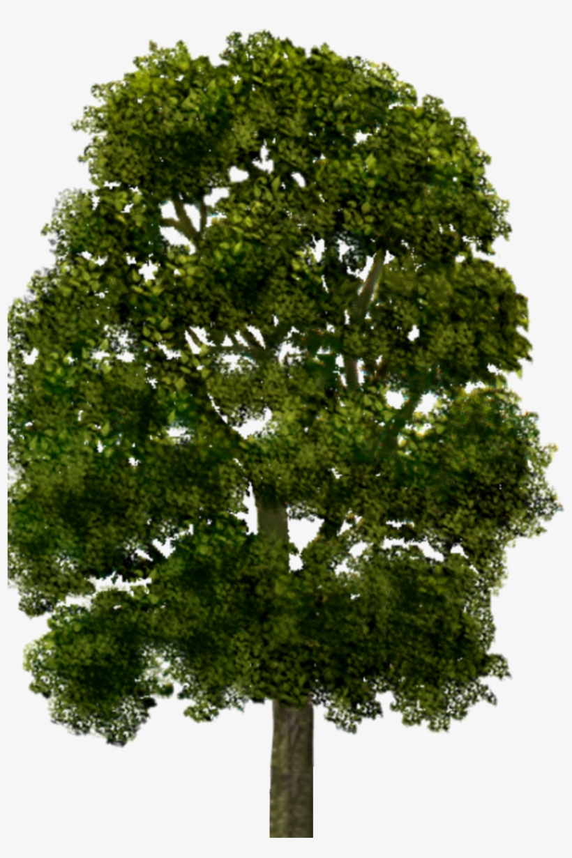 Tree2 - Oak PNG Image | Transparent PNG Free Download on SeekPNG
