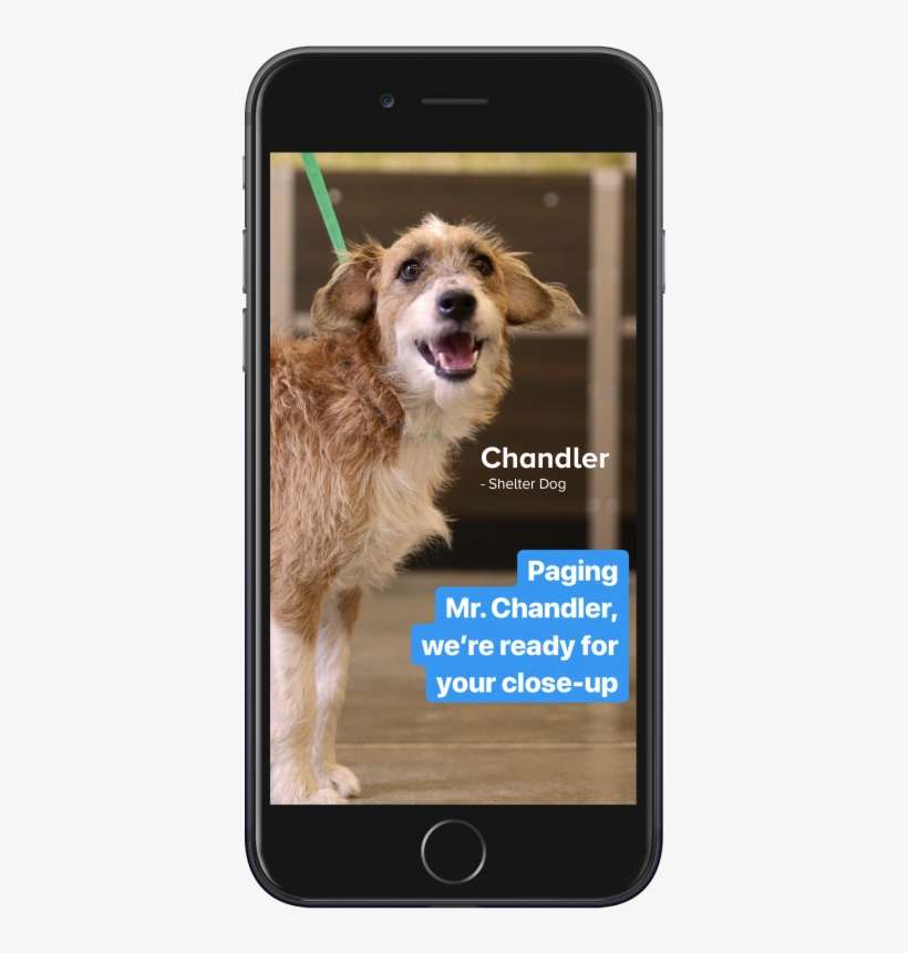 Katie & Ocean - Companion Dog PNG Image | Transparent PNG Free Download ...