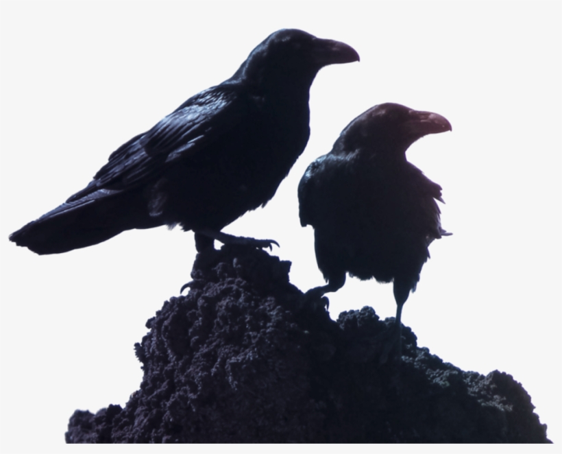 Download Raven Sticker - Bird | Transparent PNG Download | SeekPNG