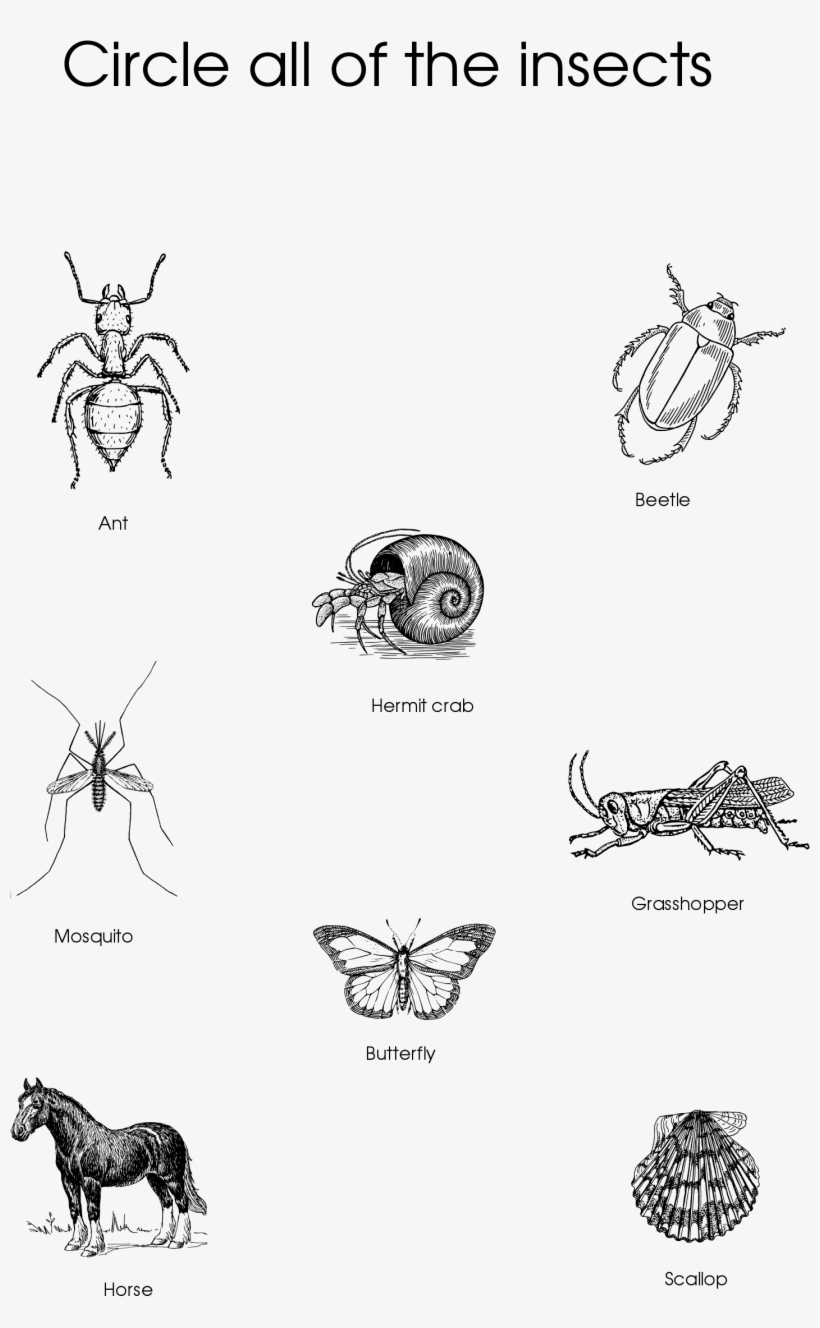Open - Circle The Insects Worksheet PNG Image | Transparent PNG Free ...