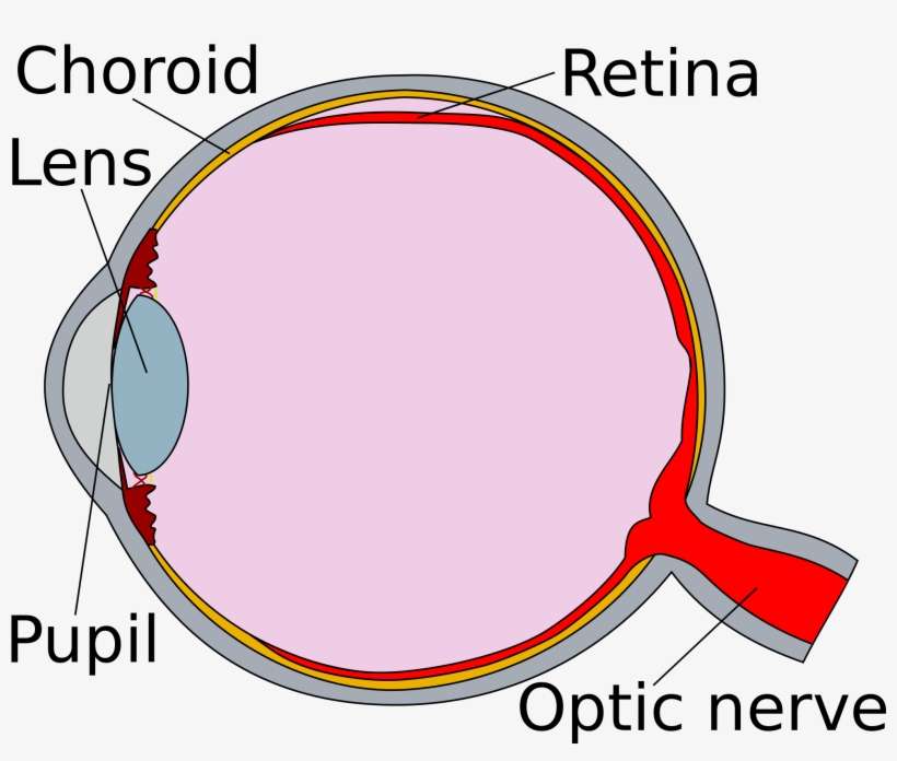 Open - Section Of The Human Eye PNG Image | Transparent PNG Free ...