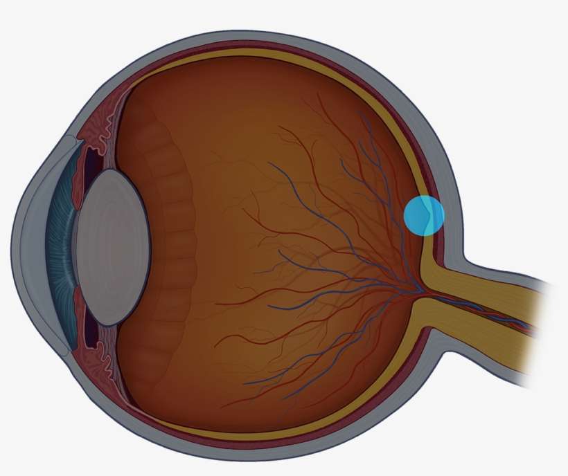 Download The Fovea Centralis Is A Small Area Of The Retina Where ...