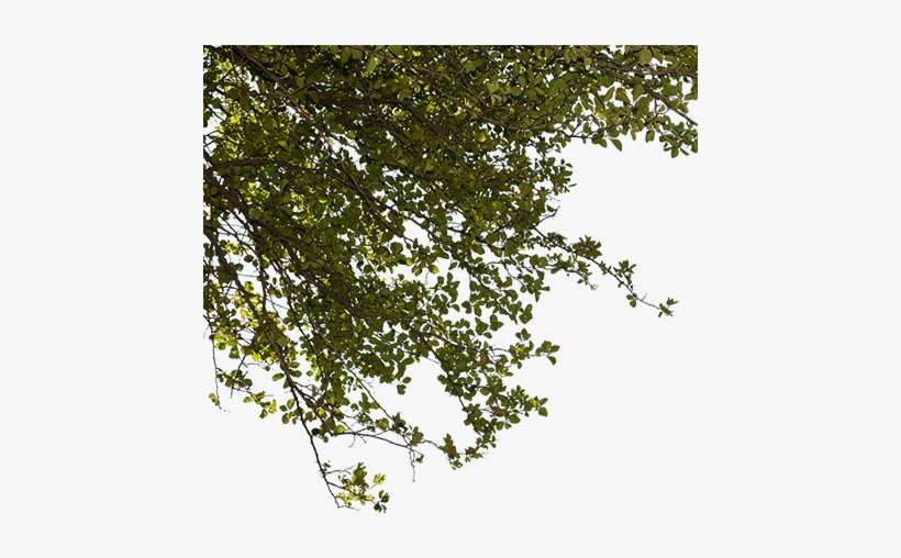 A Closeup, Cutout Photo Of Green Tree Leaves And Branches - Foreground ...