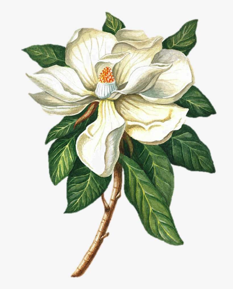 Southern Magnolia Cape Jasmine Magnolia Acuminata Magnolia - Botanical ...