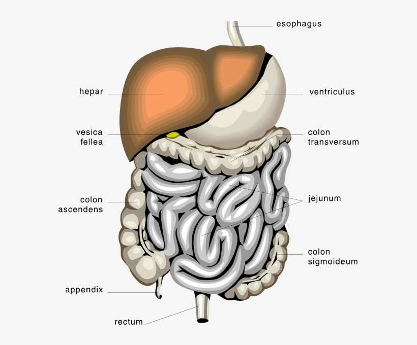 Download Digestive System, Anatomy - Digestive System Of Panda ...
