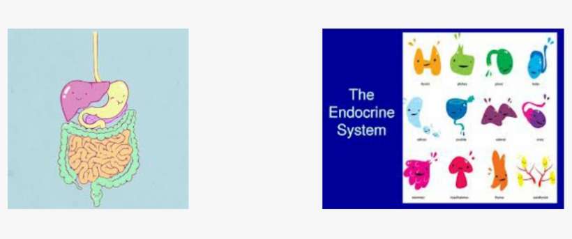 Endocrine And Digestive System - Endocrine System Hormones PNG Image ...