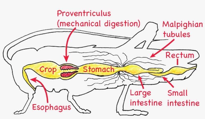 Download Flow Chart Of Mammalian Digestive System Unique Chapter ...