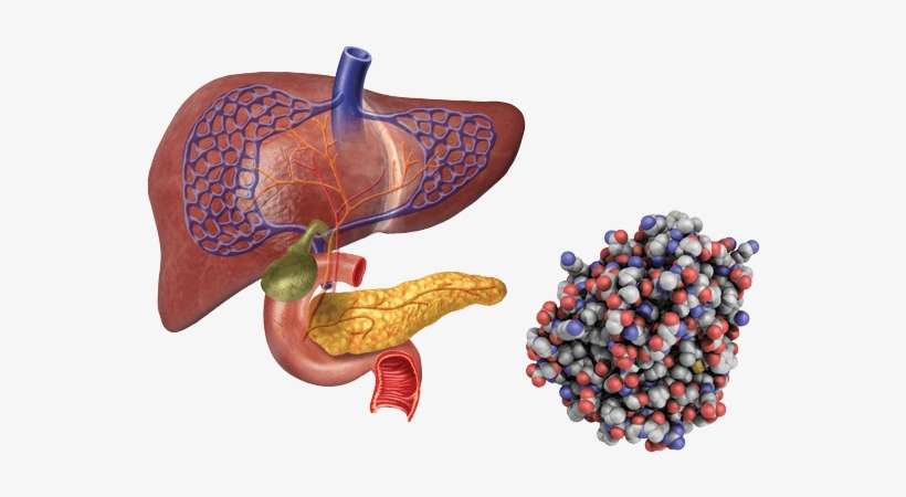Digestive Enzymes And Digestive Tract - Stones In Liver Bile Ducts PNG ...