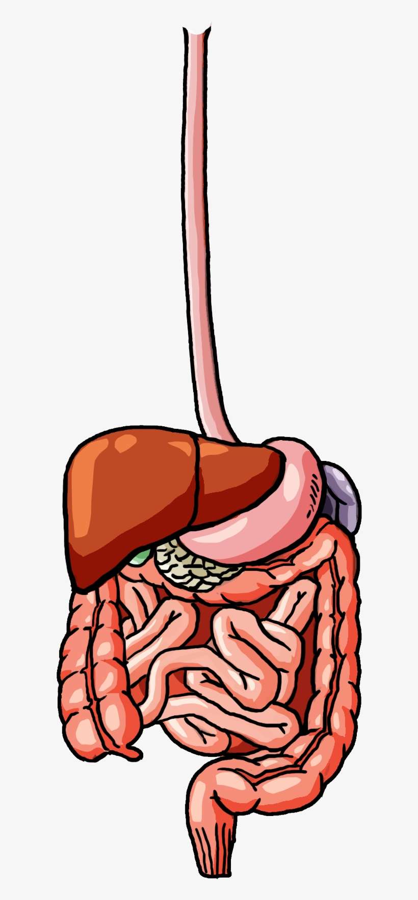 Download Male Digestive System - Illustration | Transparent PNG ...