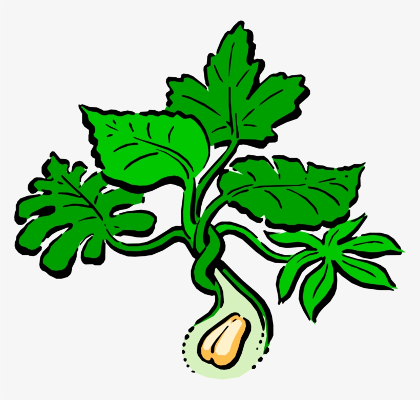 Peanut Plant Clipart Free