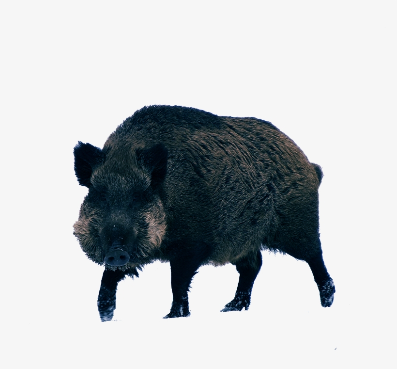 Boar Png Image Transparent Background - Wild Boar PNG Image ...