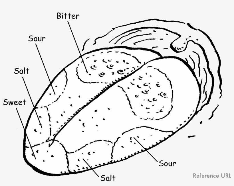 Hearing - Sense Of Smell And Taste PNG Image | Transparent PNG Free ...