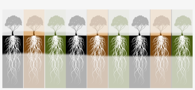 Tree Worxx Offers Organic Deep Root Feeding For Trees - Tree Roots ...