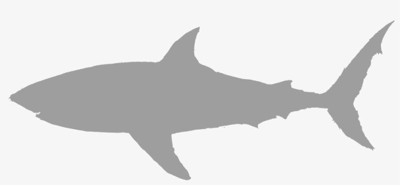 Greatwhite Shark PNG Image | Transparent PNG Free Download on SeekPNG