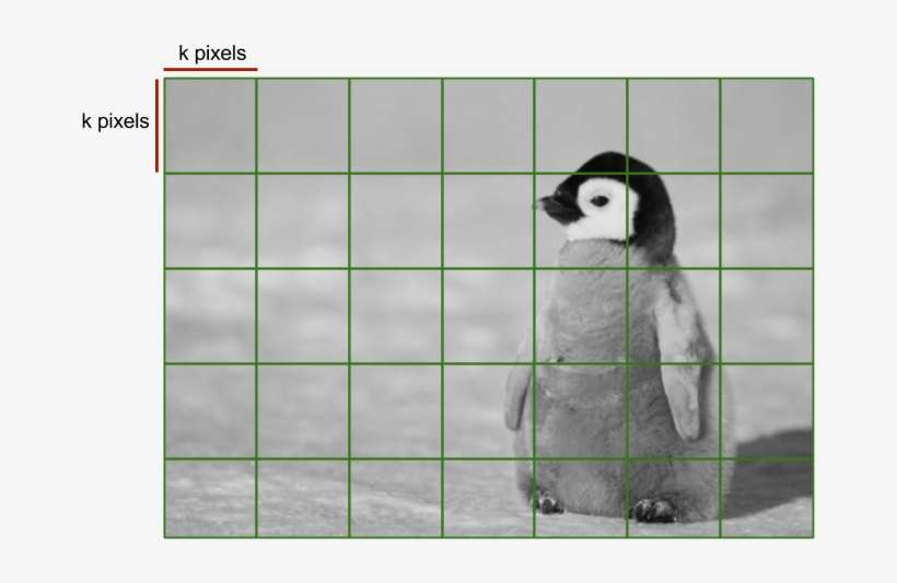 Split The Image In A Grid Of Cells Of Size K K - Emperor Penguin PNG ...