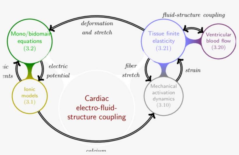 Sketch Of The Proposed Cardiac Electro-flu - Mandala Zum Ausdrucken PNG ...