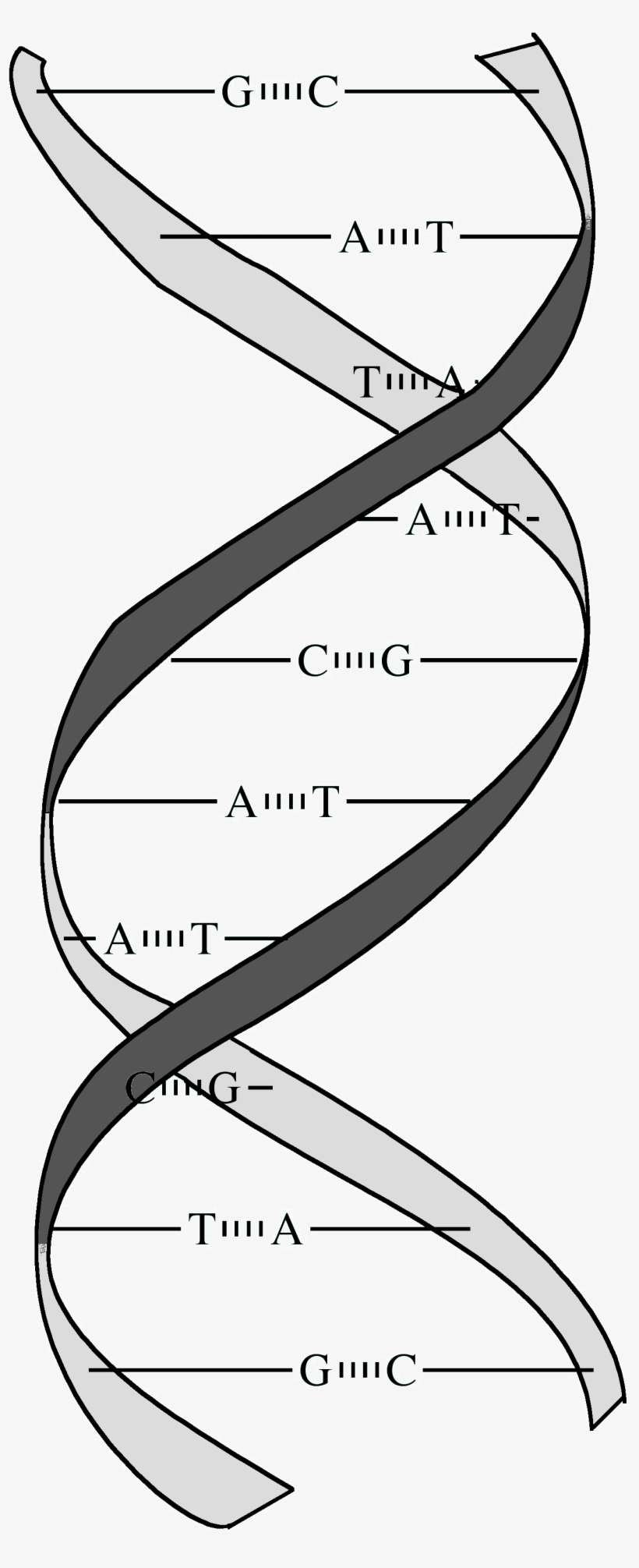Download Dna Double Helix - Diagram | Transparent PNG Download | SeekPNG